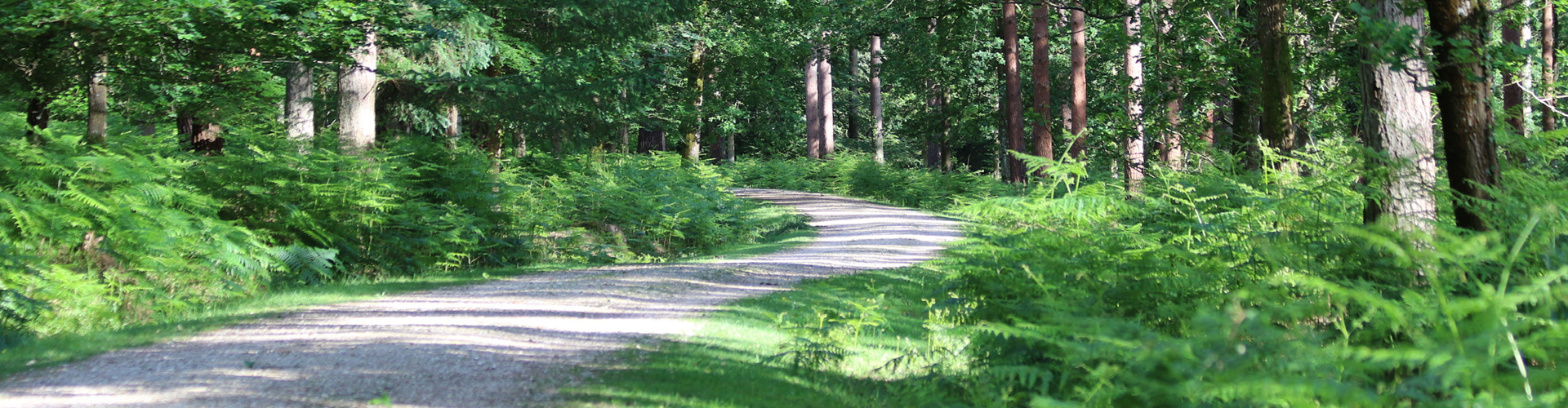 New Forest Walks