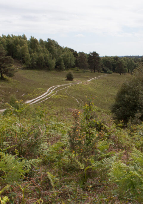 Walking Routes - New Forest Walks