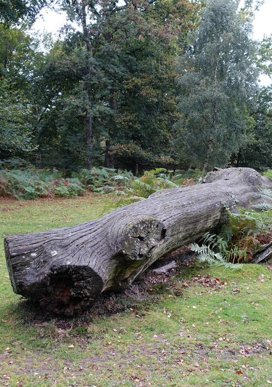 Denny Wood - New Forest Walks