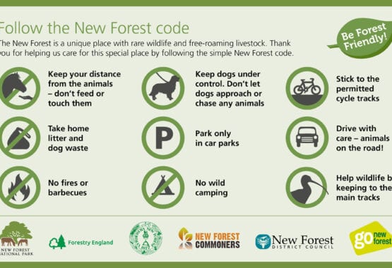 Where to find bluebells in the New Forest - New Forest Walks