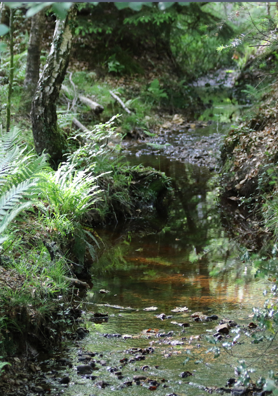 Walking Routes - New Forest Walks