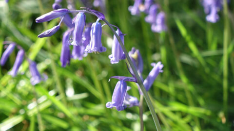 Where to find bluebells in the New Forest - New Forest Walks