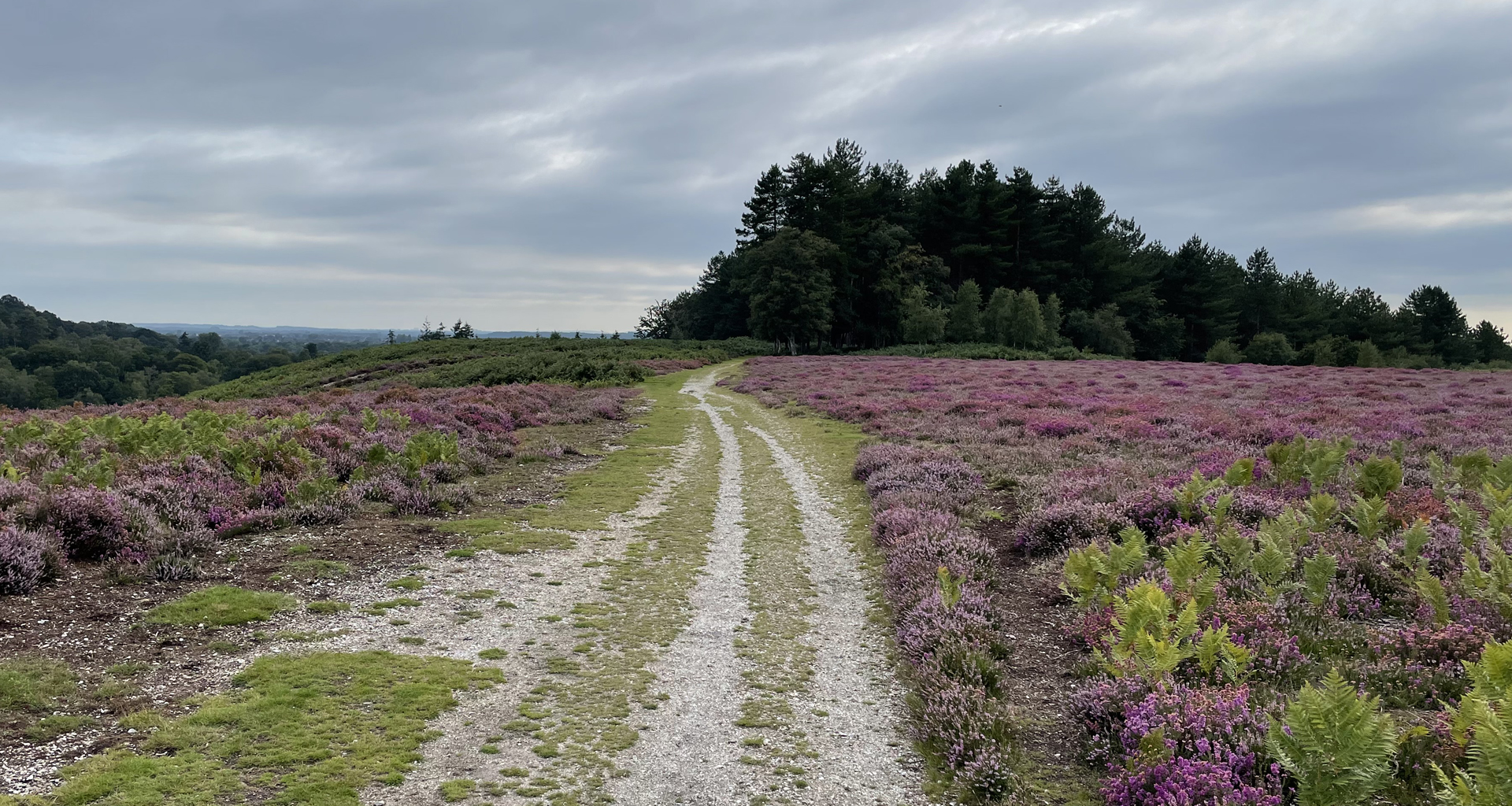 Ibsley Common - New Forest Walks