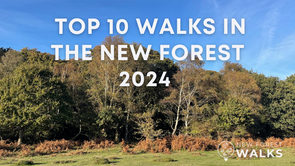 Top 10 most popular New Forest walks of 2024 - New Forest Walks