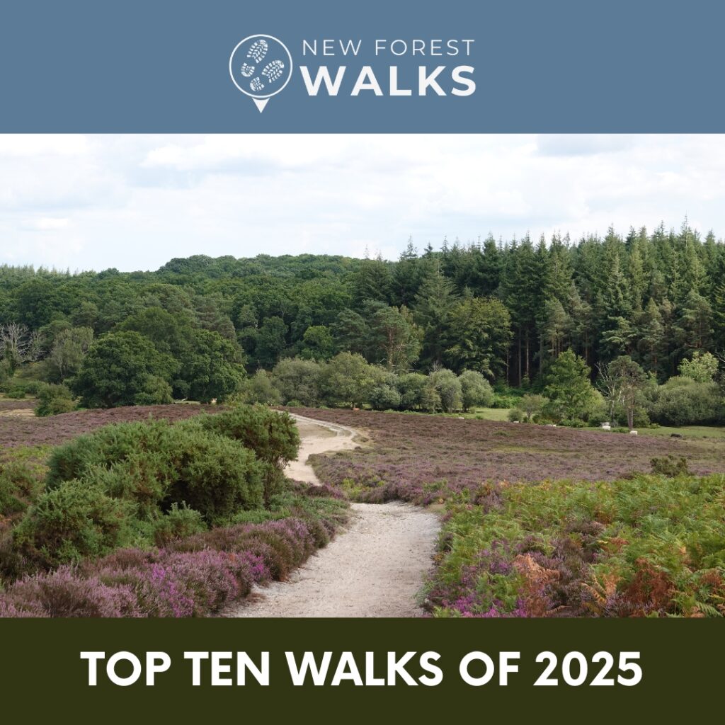 Top 10 most popular New Forest walks of 2025 - New Forest Walks